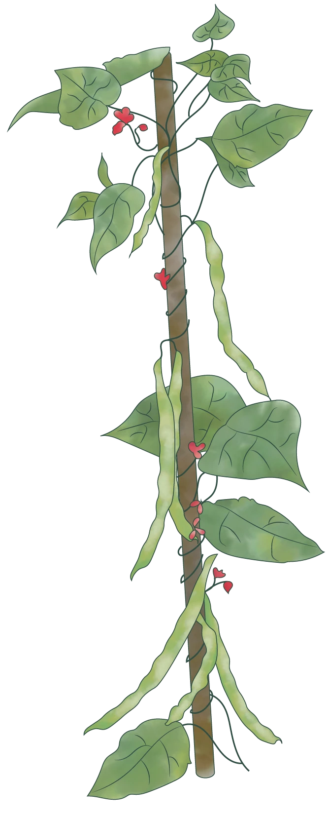 Home | Roots Allotments